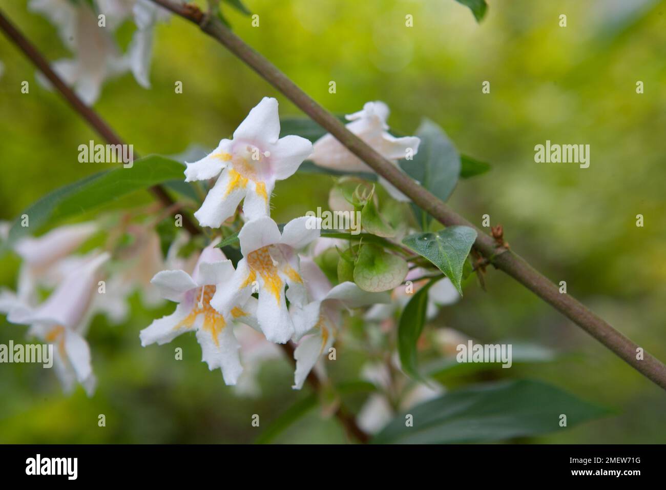 Dipelta flowering hi-res stock photography and images - Alamy