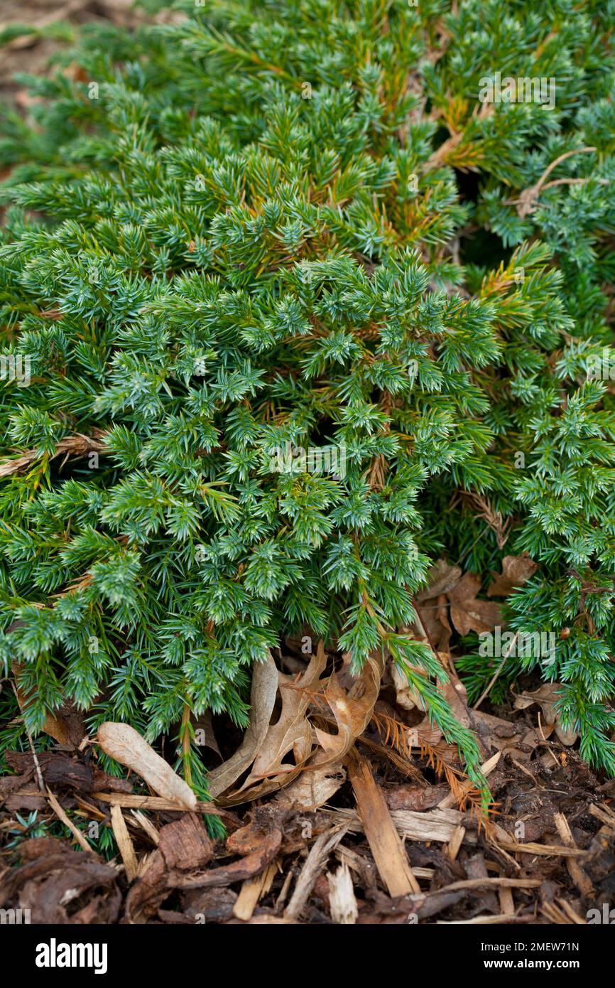 Carpet bush hi-res stock photography and images - Alamy