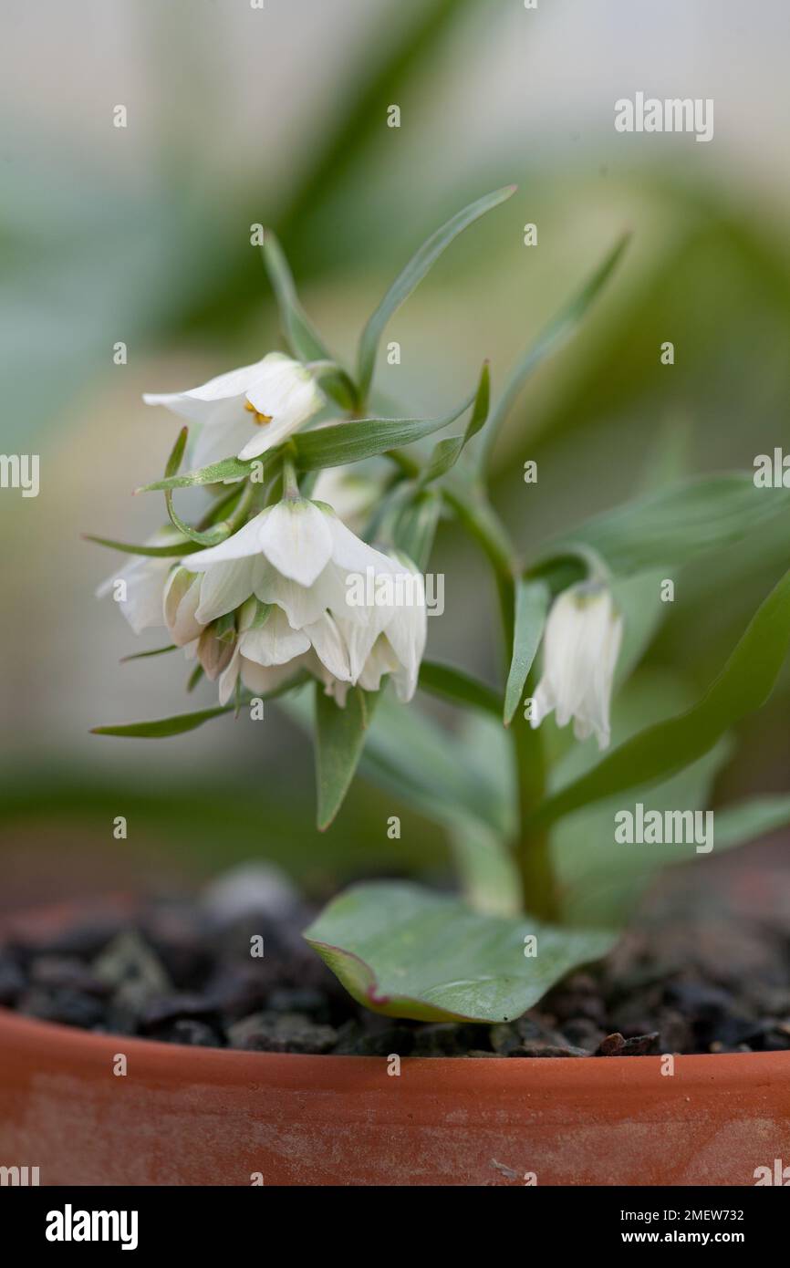 Erica carnea 'Myretoun Ruby' Stock Photo - Alamy