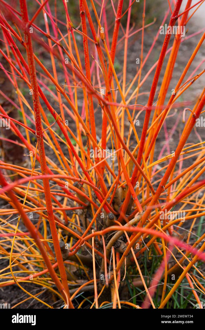 Cornus sanguinea 'Anny's Winter Orange' Stock Photo - Alamy