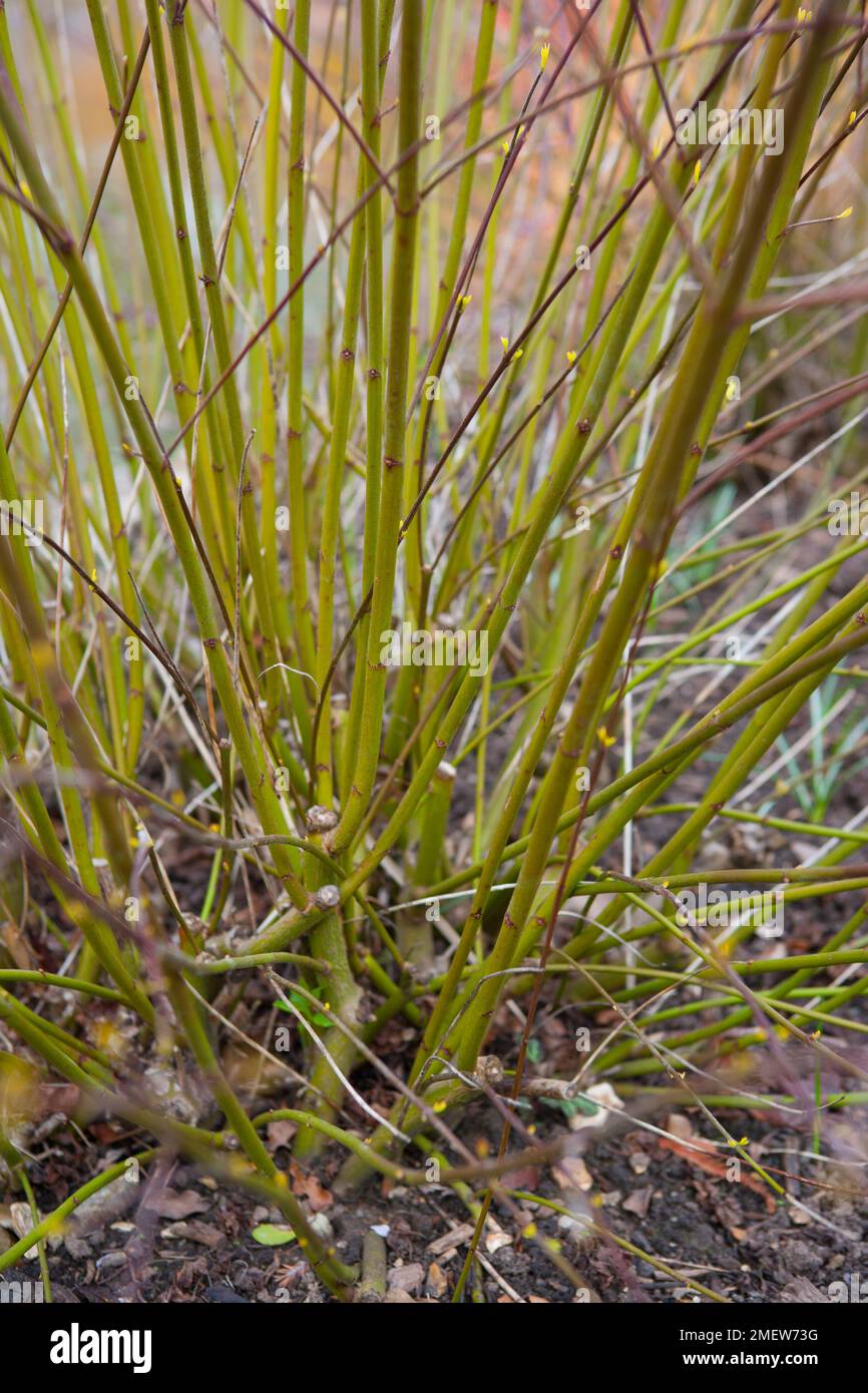 Amomum hi-res stock photography and images - Alamy