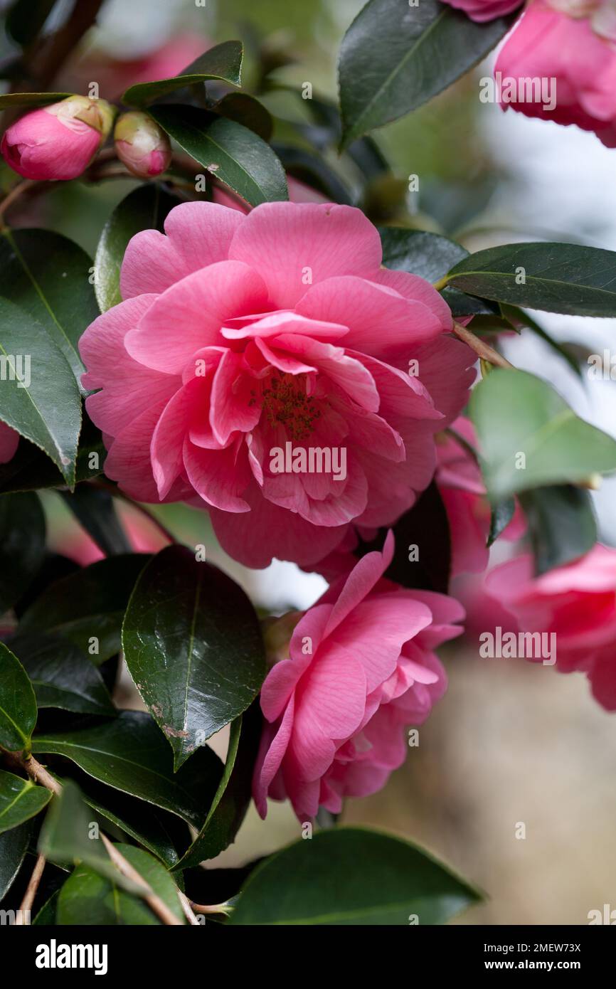 Camellia williamsii 'Edward Carlyon' Stock Photo - Alamy