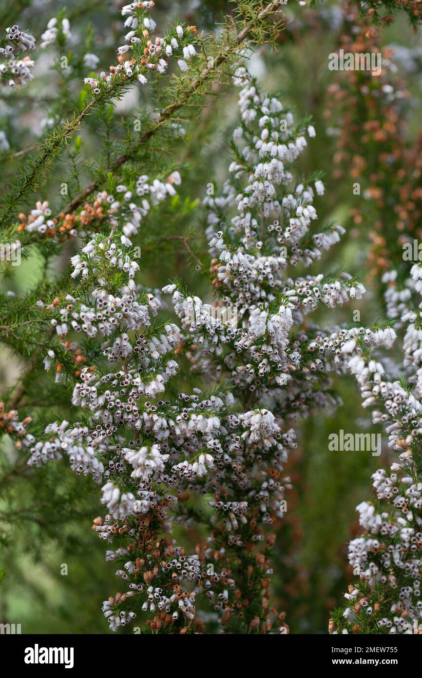 Erica lusitanica flower hi-res stock photography and images - Alamy