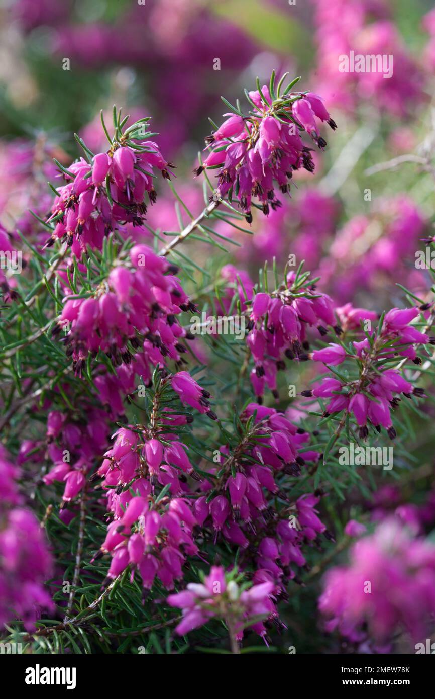 Erica carnea 'Myretoun Ruby' Stock Photo - Alamy