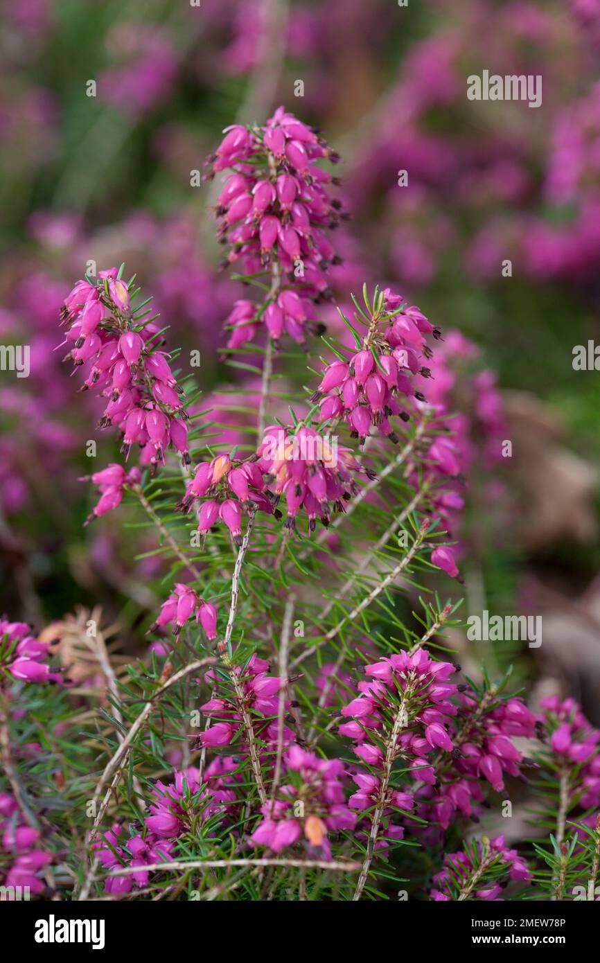 Erica carnea 'Myretoun Ruby' Stock Photo - Alamy