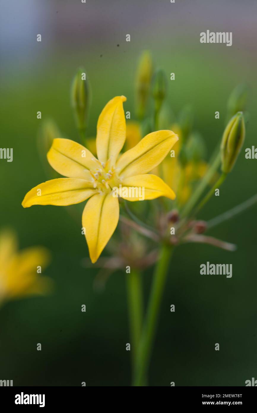 Crocea hi-res stock photography and images - Alamy