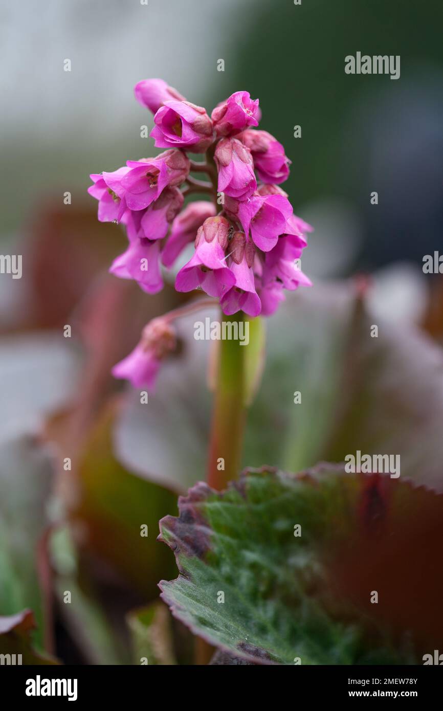 Bergenia 'Bressingham Ruby' Stock Photo - Alamy