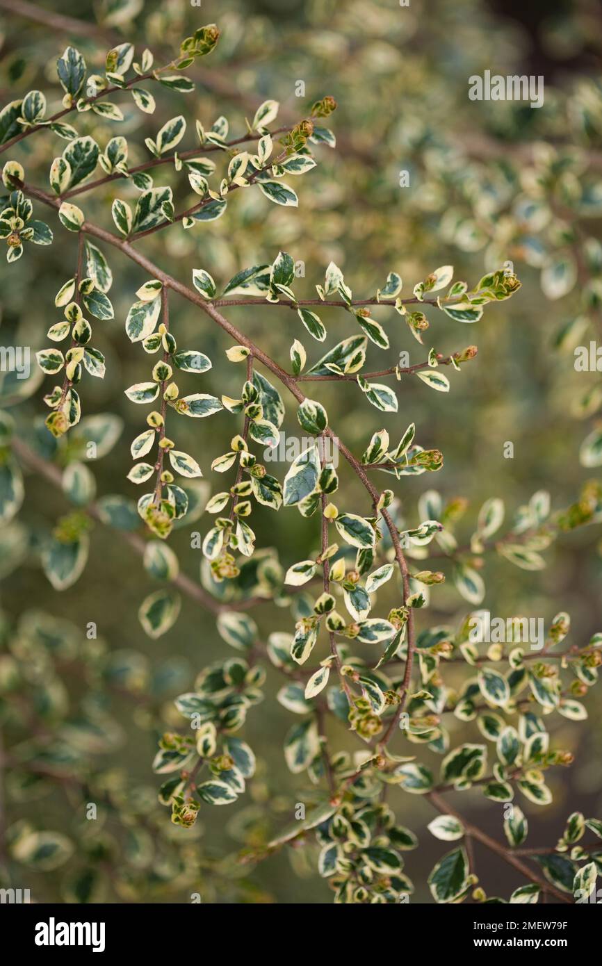 Azara microphylla variegata hi-res stock photography and images - Alamy