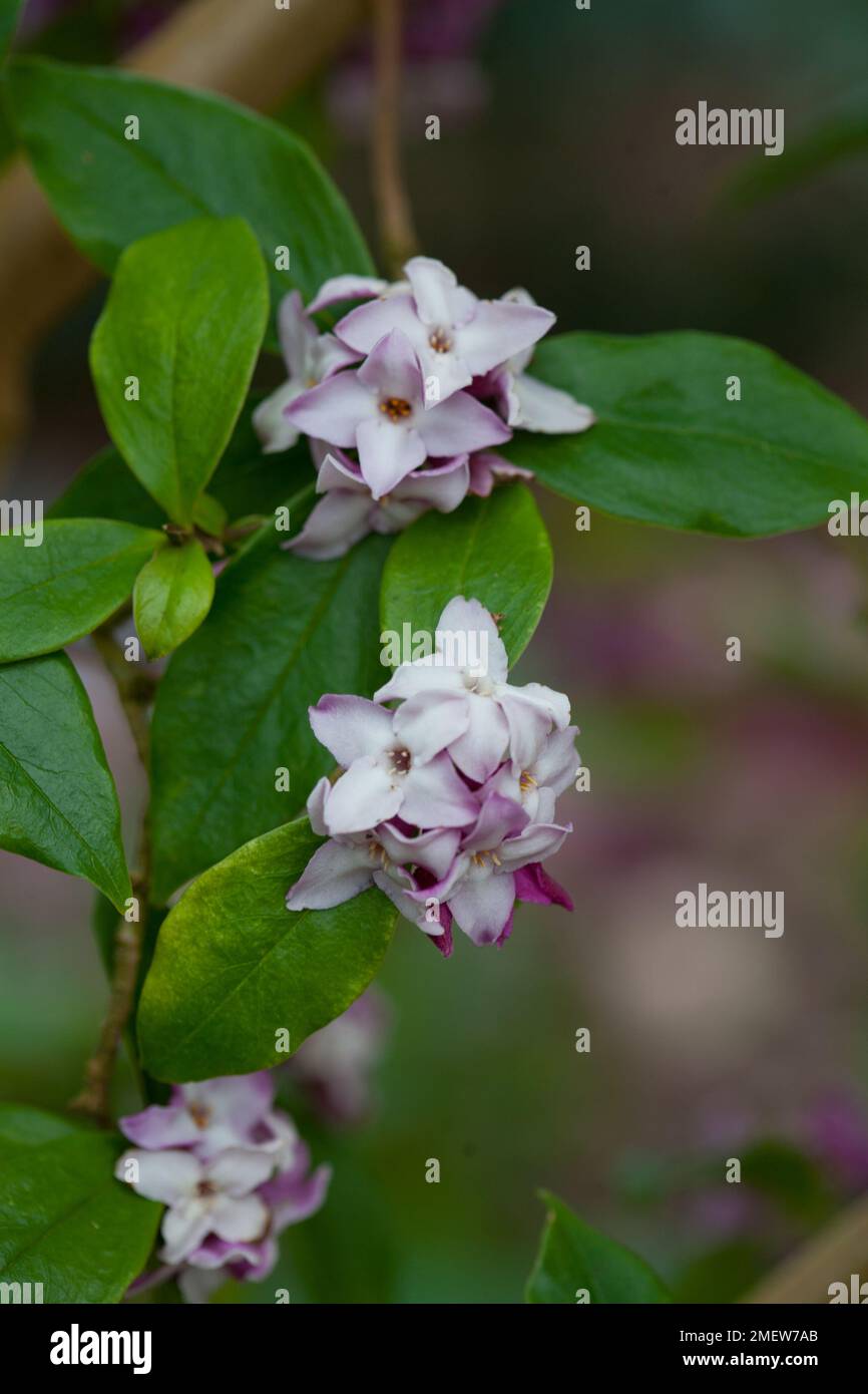 Peter smithers hi-res stock photography and images - Alamy