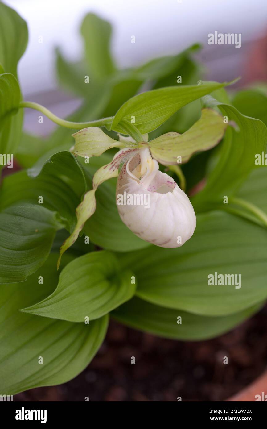 Cypripedium Hideki Okuyama gx Stock Photo - Alamy