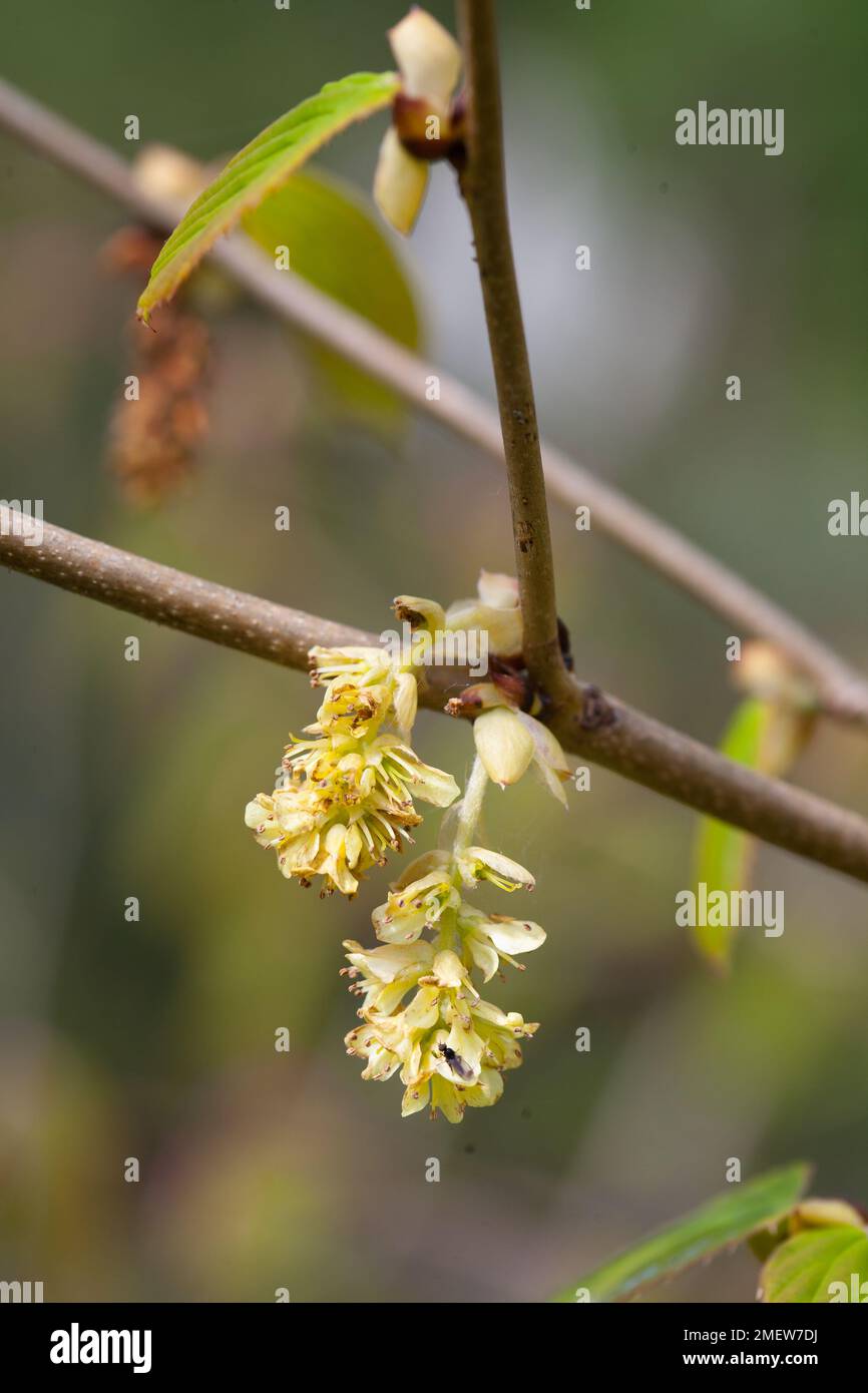 Corylopsis sinensis flowers hi-res stock photography and images - Alamy