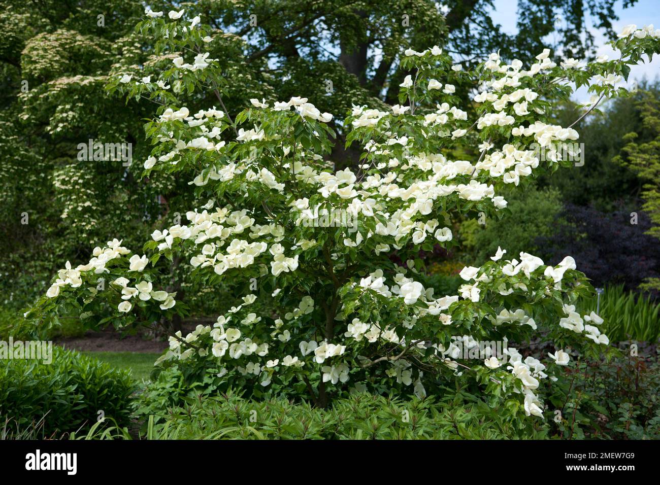 Cornus Venus 'Kn30-8'84 Stock Photo - Alamy