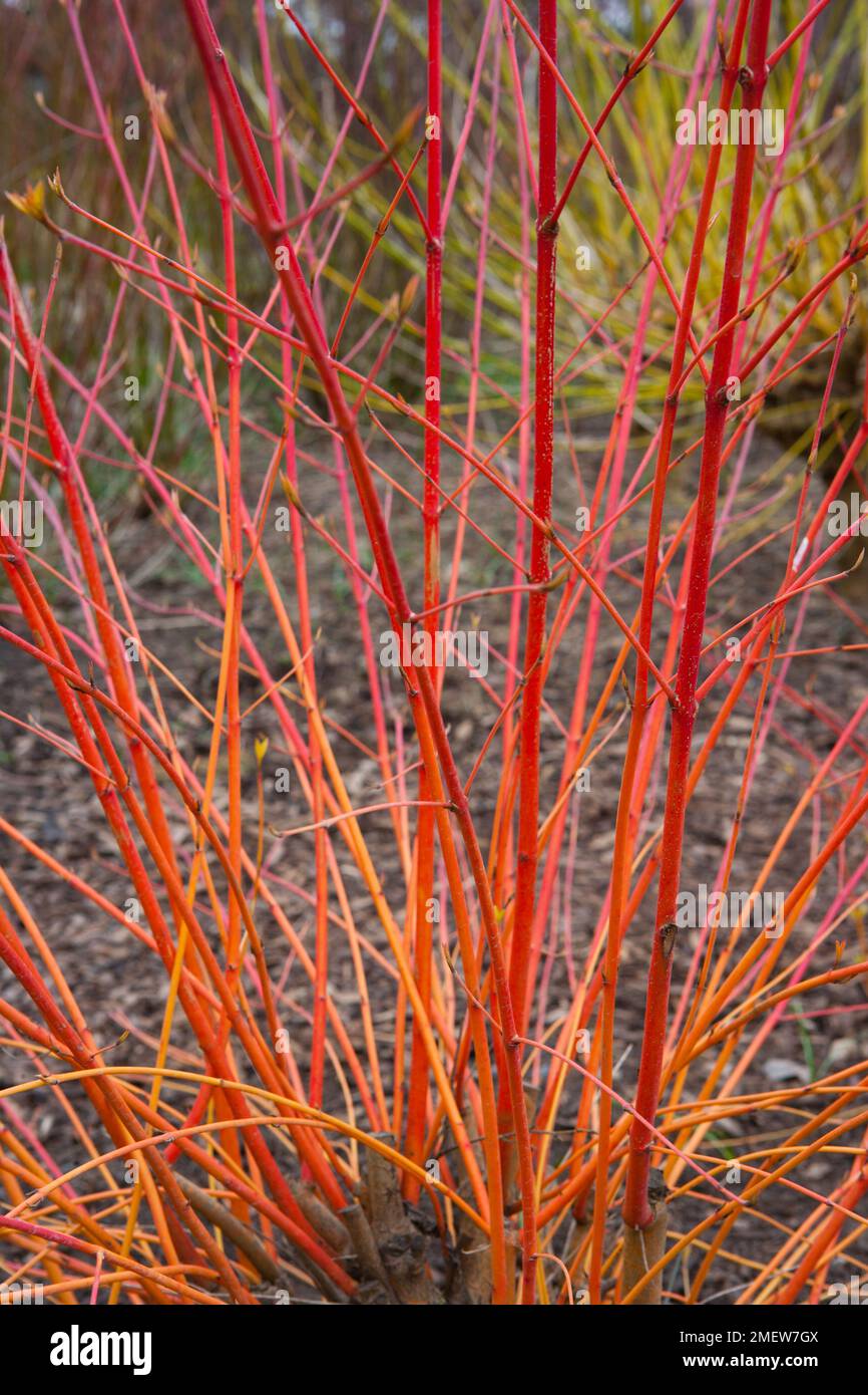 Cornus sanguinea winter orange hi-res stock photography and images - Alamy