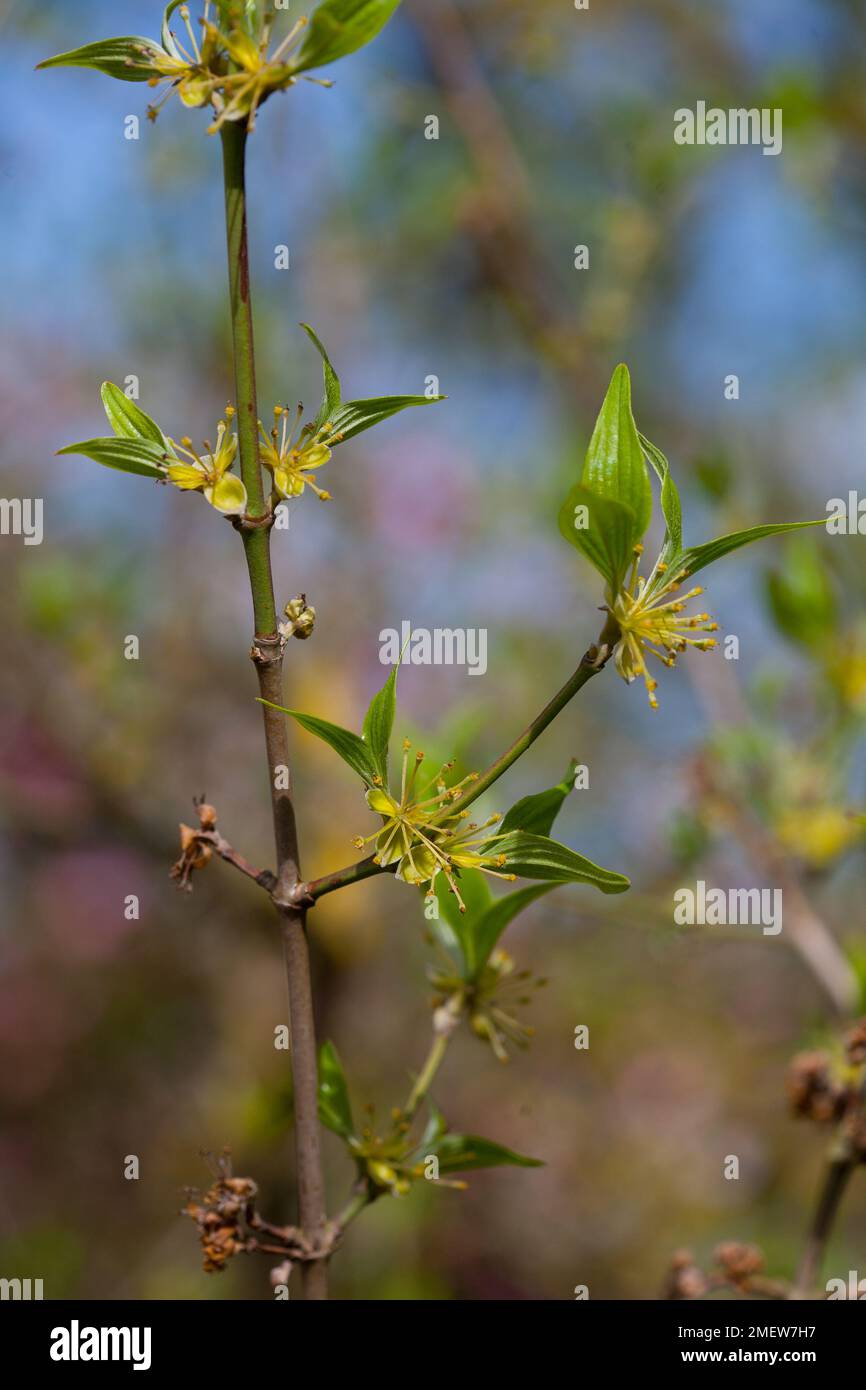 Cornus officinalis hi-res stock photography and images - Alamy