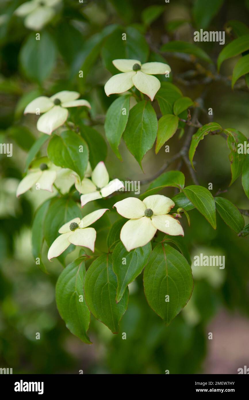Cornus kousa leaf colour hi-res stock photography and images - Alamy