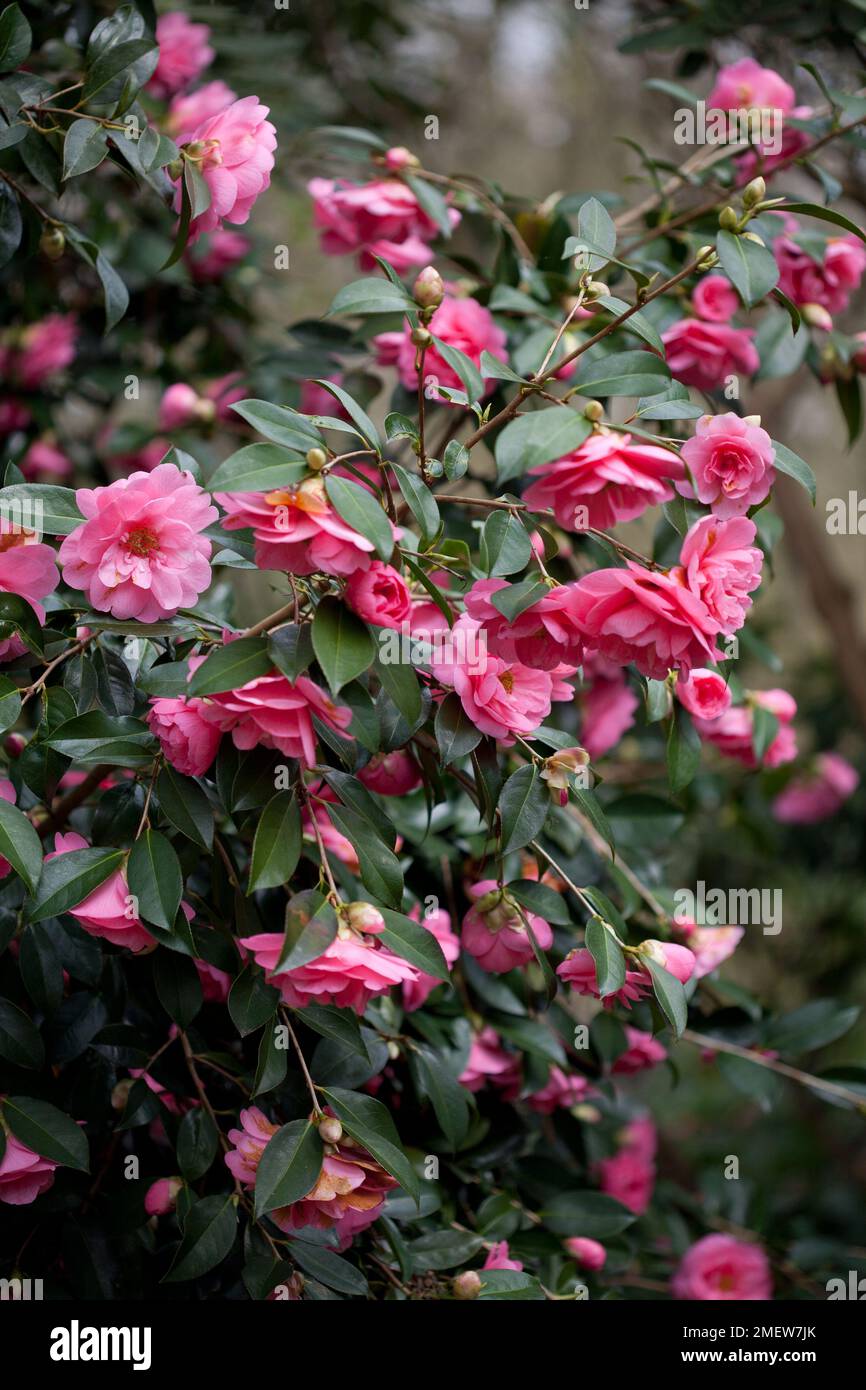 Camellia williamsii 'Edward Carlyon' Stock Photo - Alamy