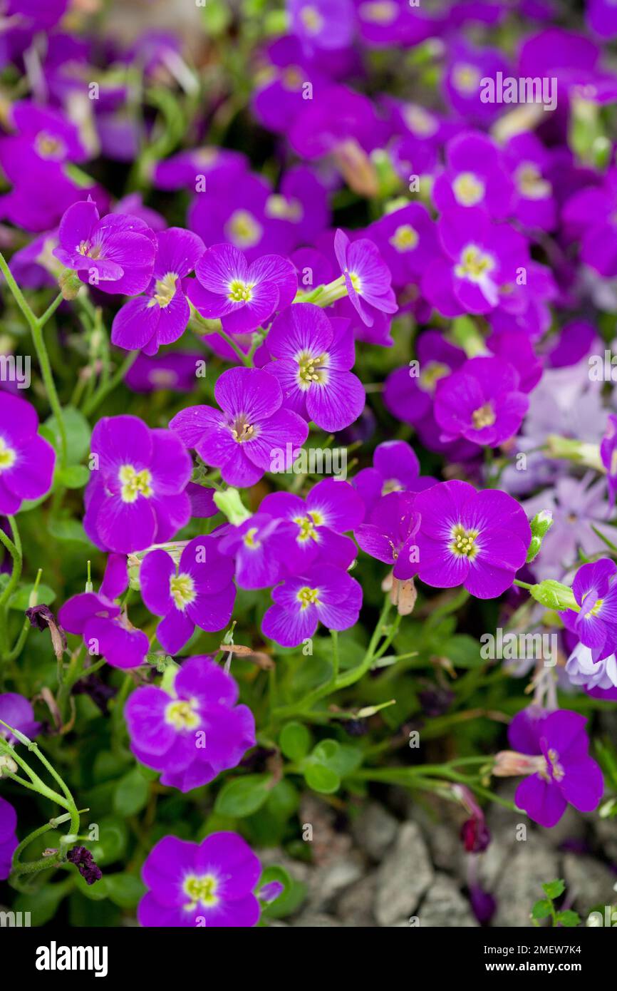Natural aubrieta hi-res stock photography and images - Alamy