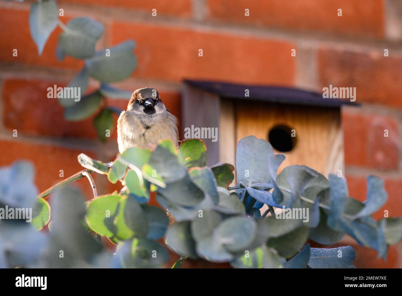 Single Sparrow bird perched on a tree branch Stock Photo - Alamy