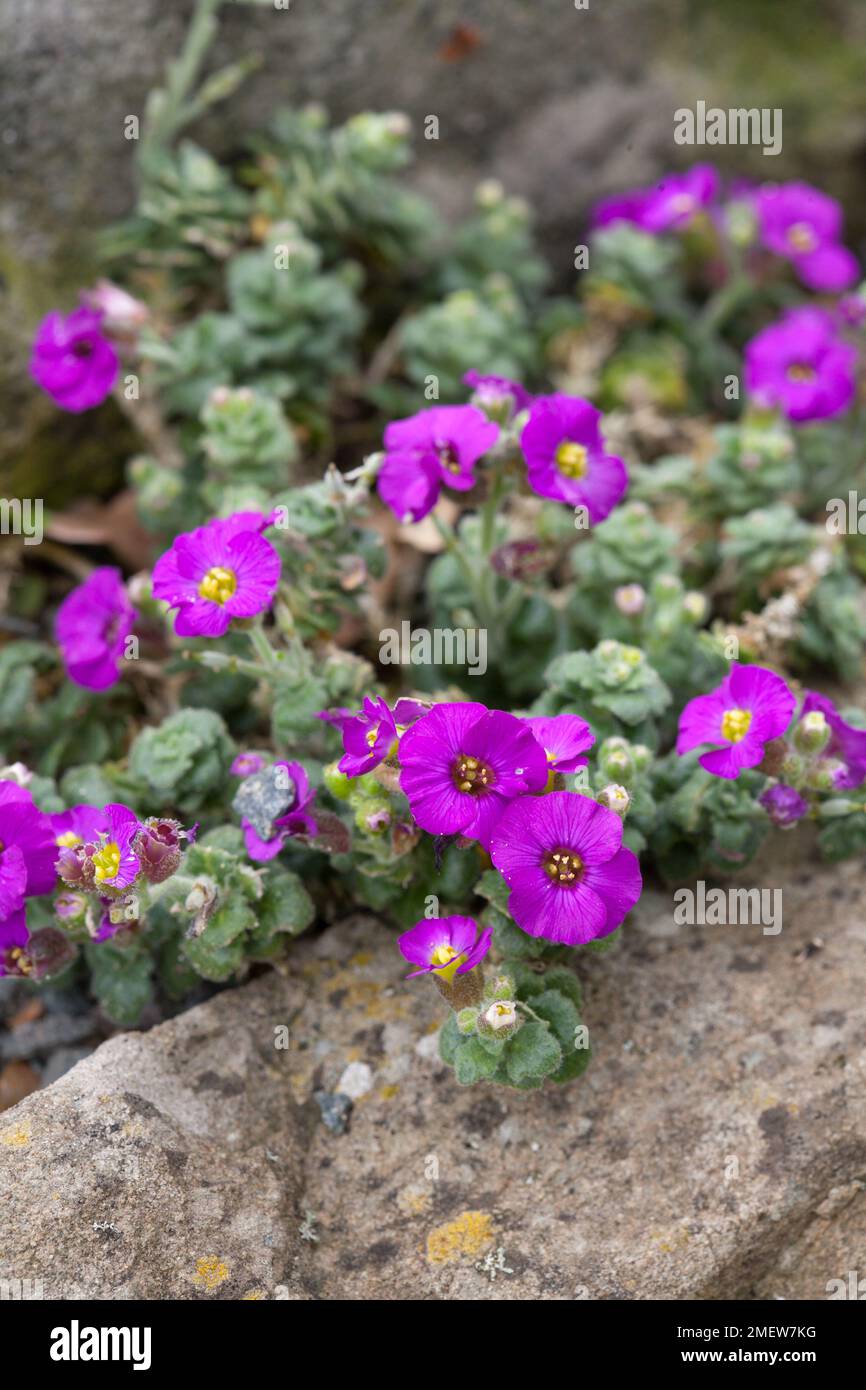 Aubrieta 'Elsa Lancaster' Stock Photo - Alamy