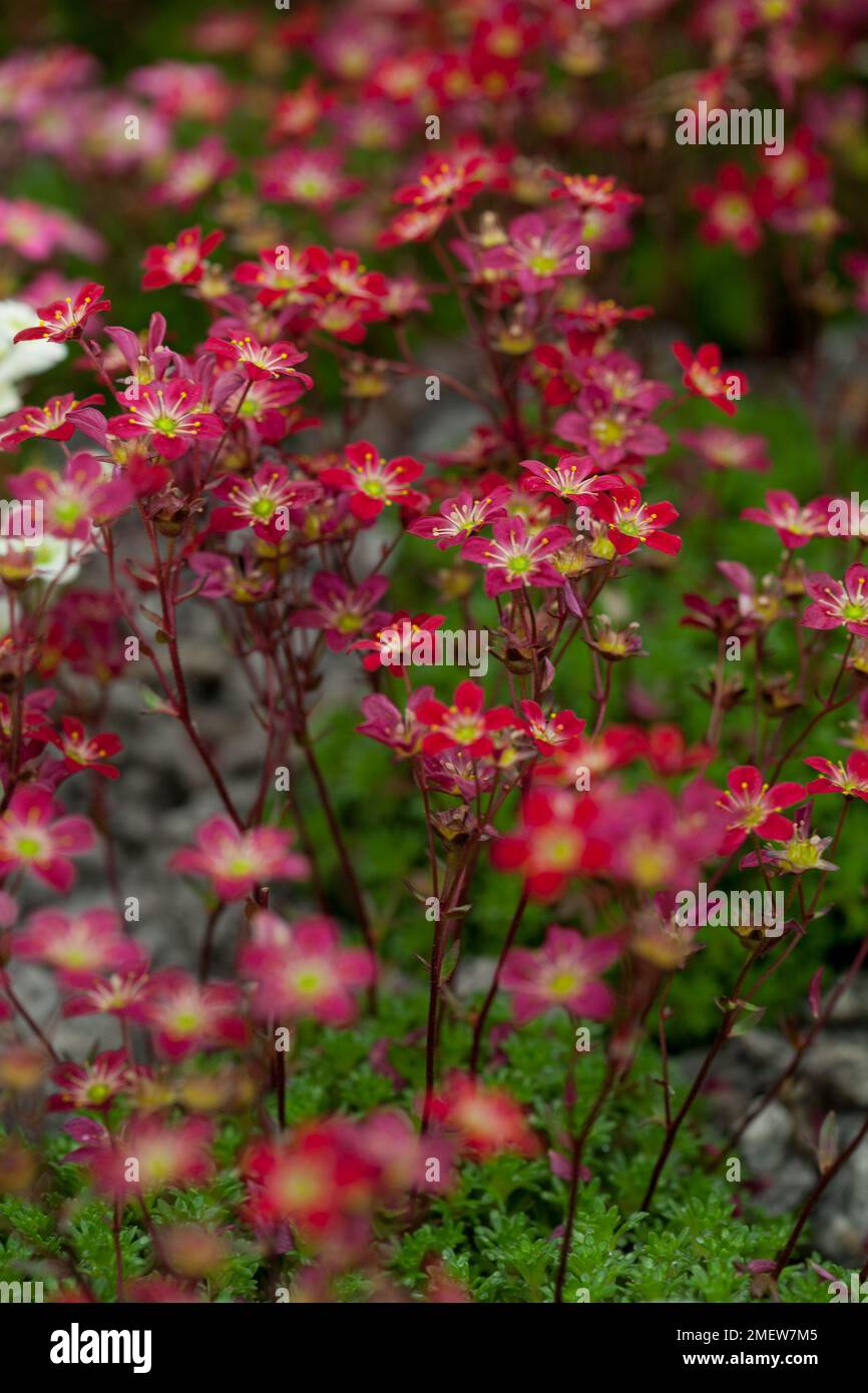 Peter pan red hi-res stock photography and images - Alamy
