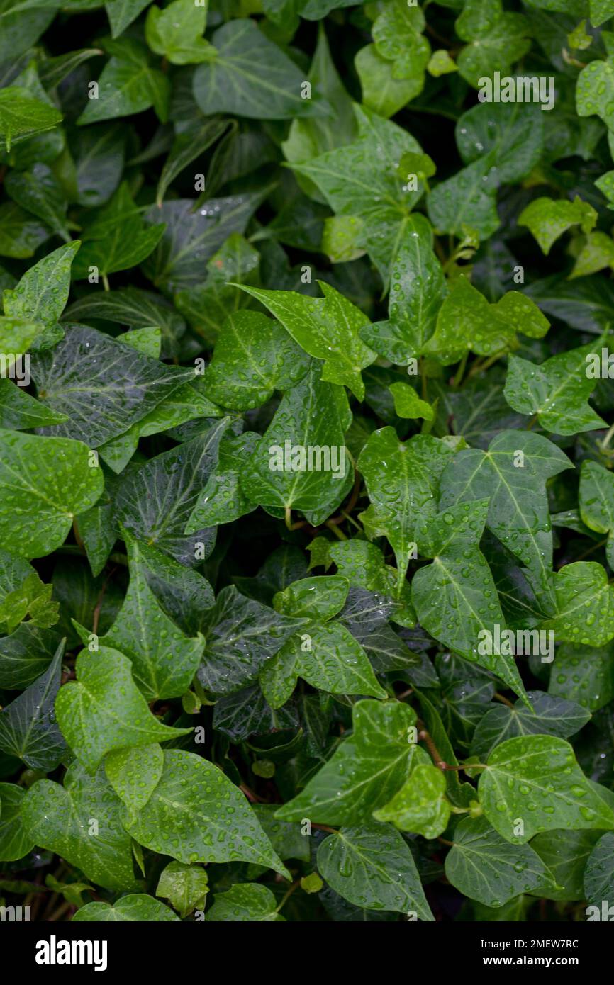 Teardrop leaves hi-res stock photography and images - Alamy