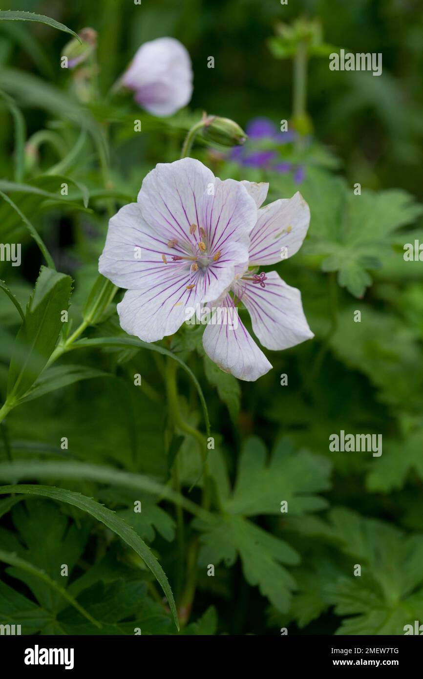 Derrick cook hi-res stock photography and images - Alamy