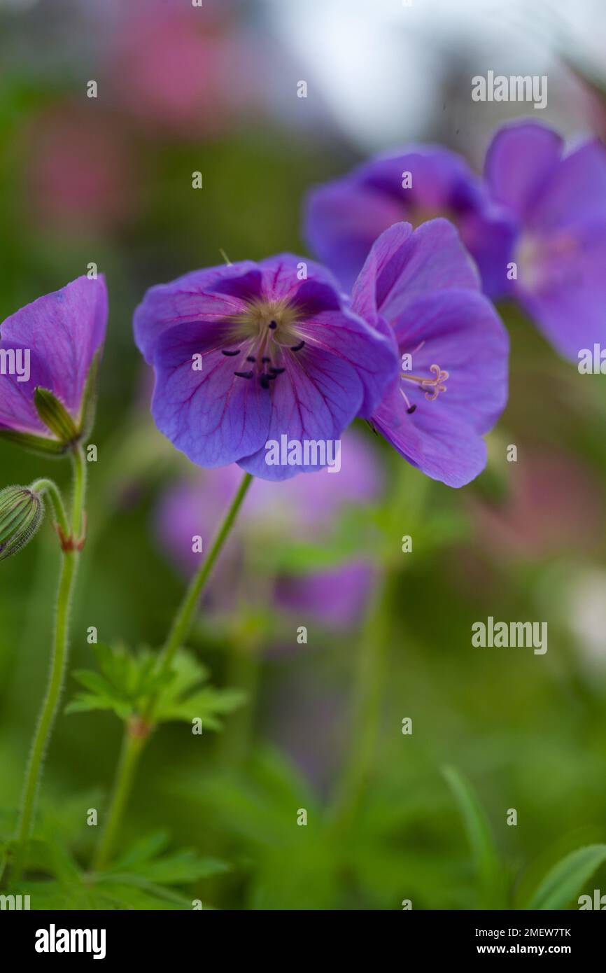 Johnson’s blue geranium hi-res stock photography and images - Alamy