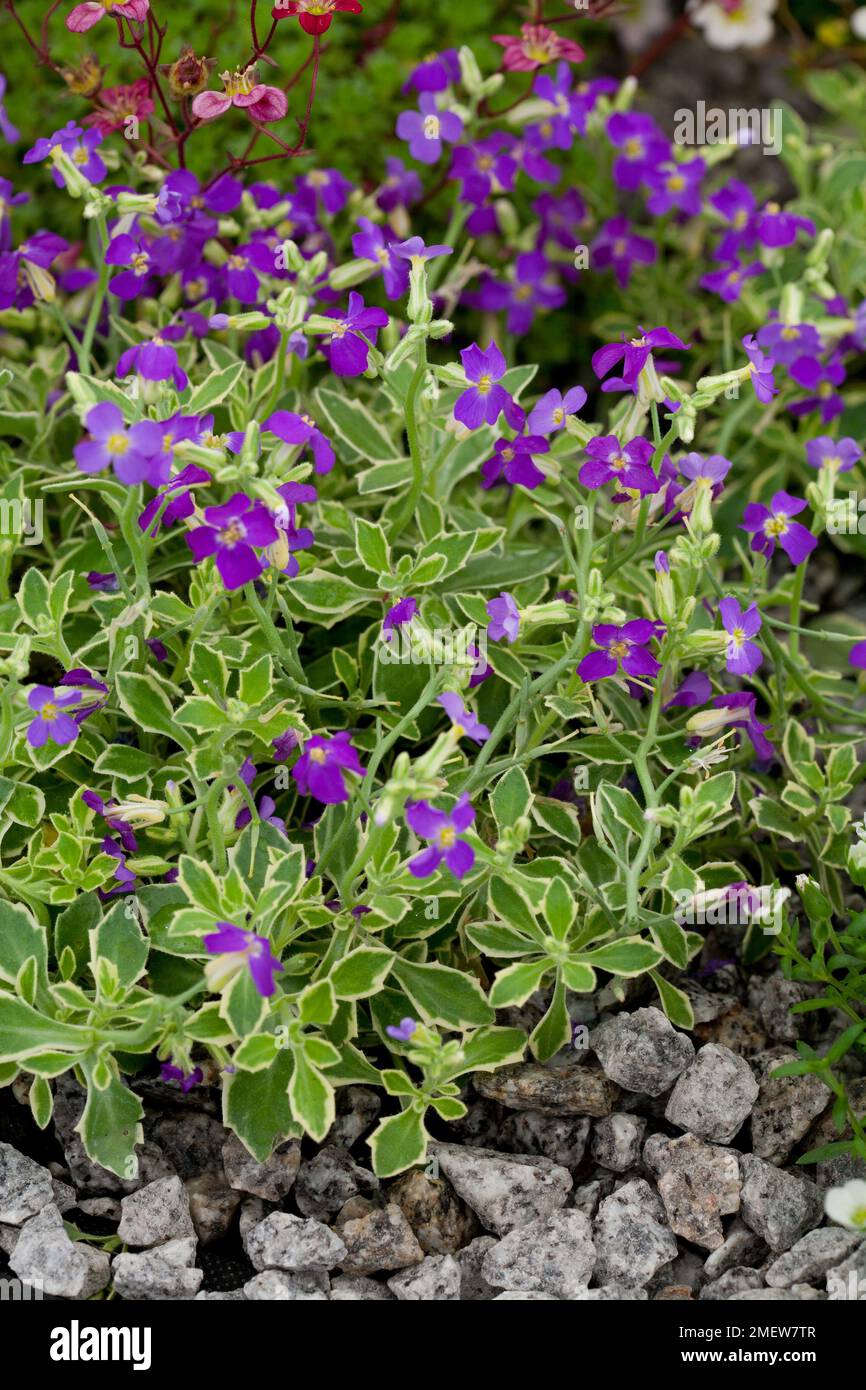 Aubrieta 'Doctor Mules Variegata' Stock Photo - Alamy