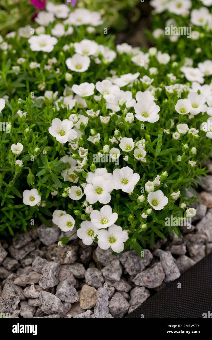 Arenaria flower hi-res stock photography and images - Alamy