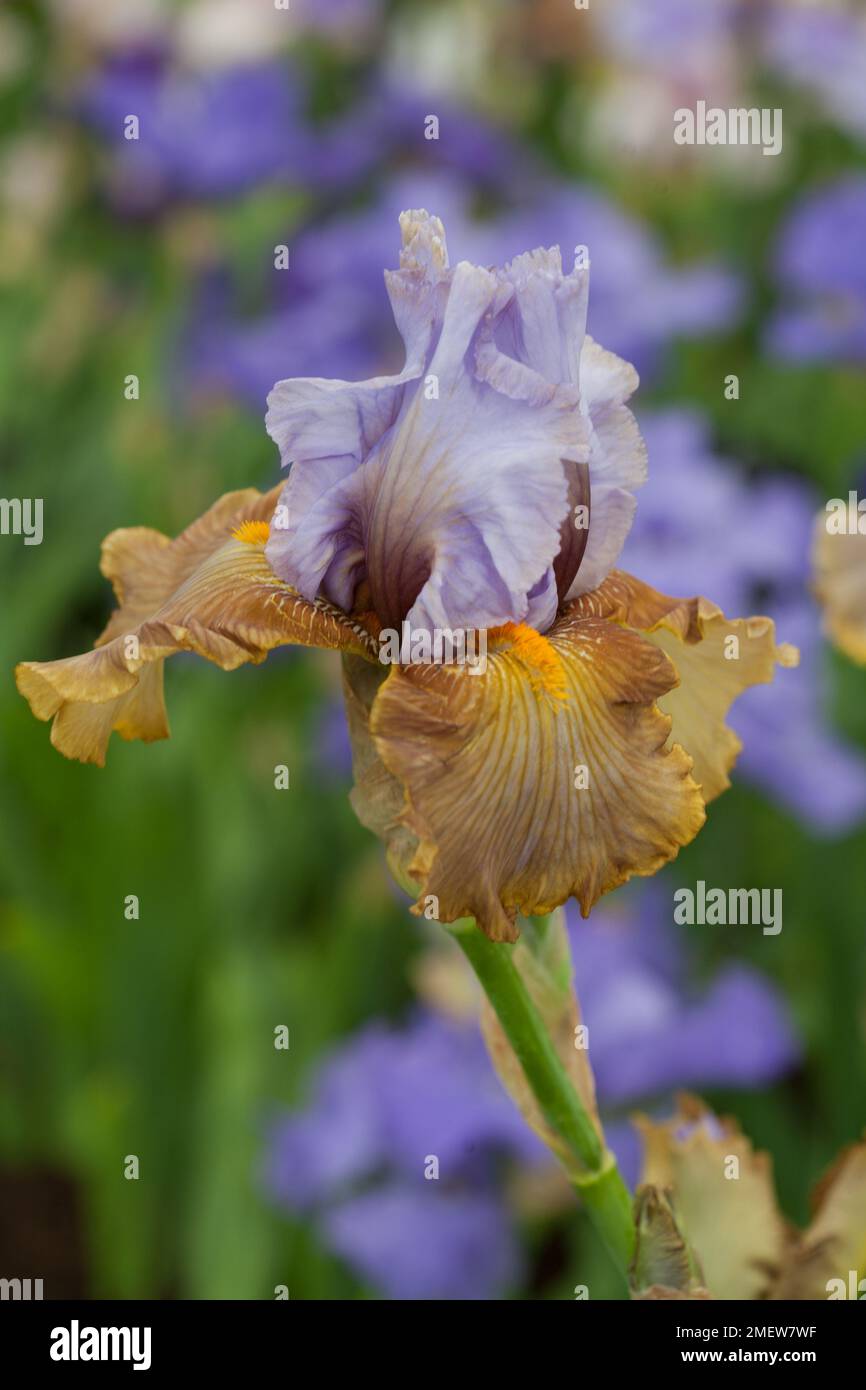 Iris 'Grande Coquette' Stock Photo - Alamy