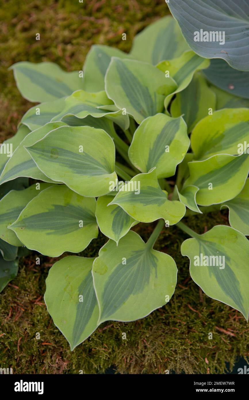 Hosta 'Luna Moth' Stock Photo - Alamy