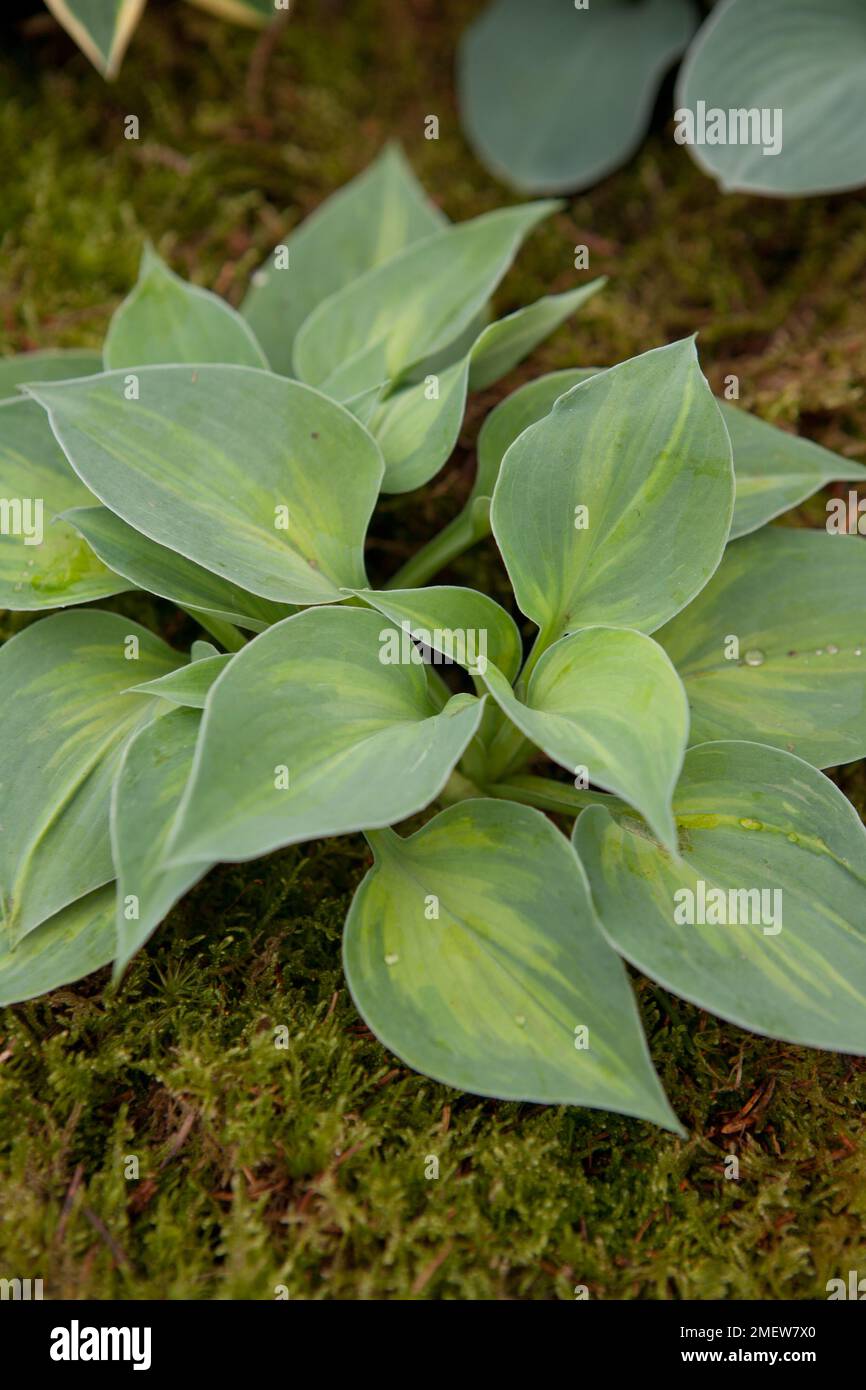 Hosta 'Dinky Donna' Stock Photo - Alamy