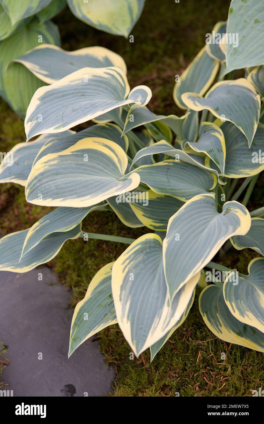 First agriculture hi-res stock photography and images - Alamy