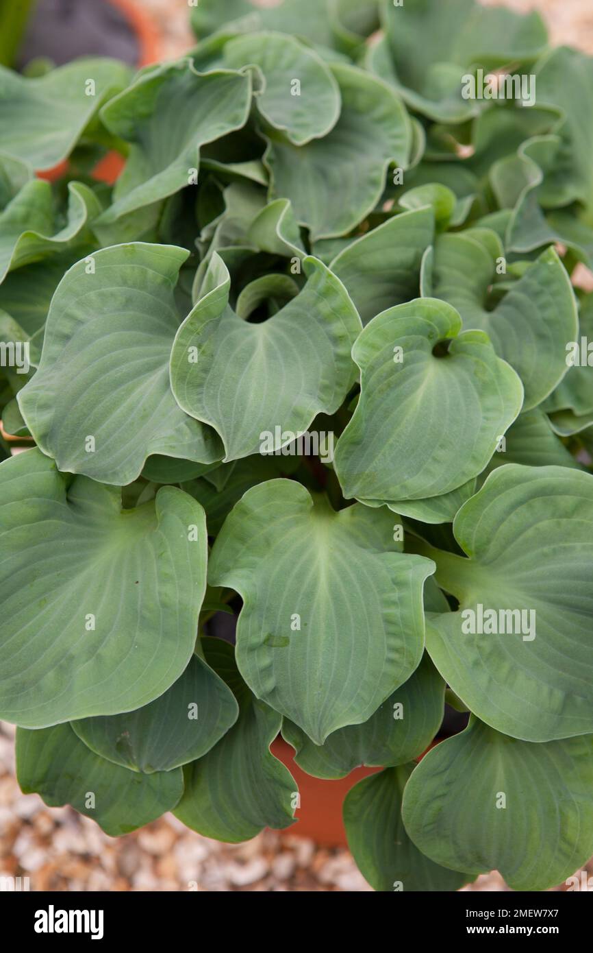 Hosta 'Church Mouse' Stock Photo - Alamy