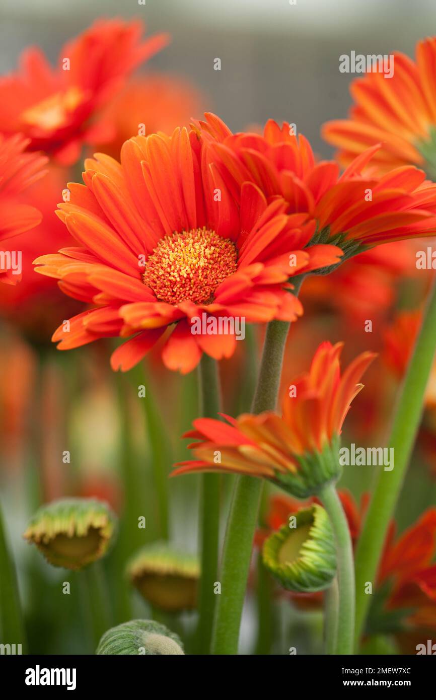 Gerbera 'Sweet Glow' Stock Photo - Alamy