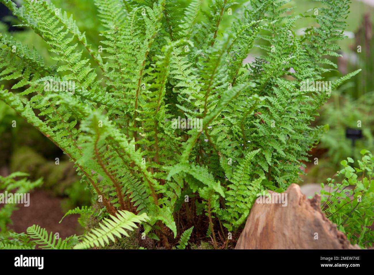 Dryopteris x complexa 'stablerae' Stock Photo - Alamy