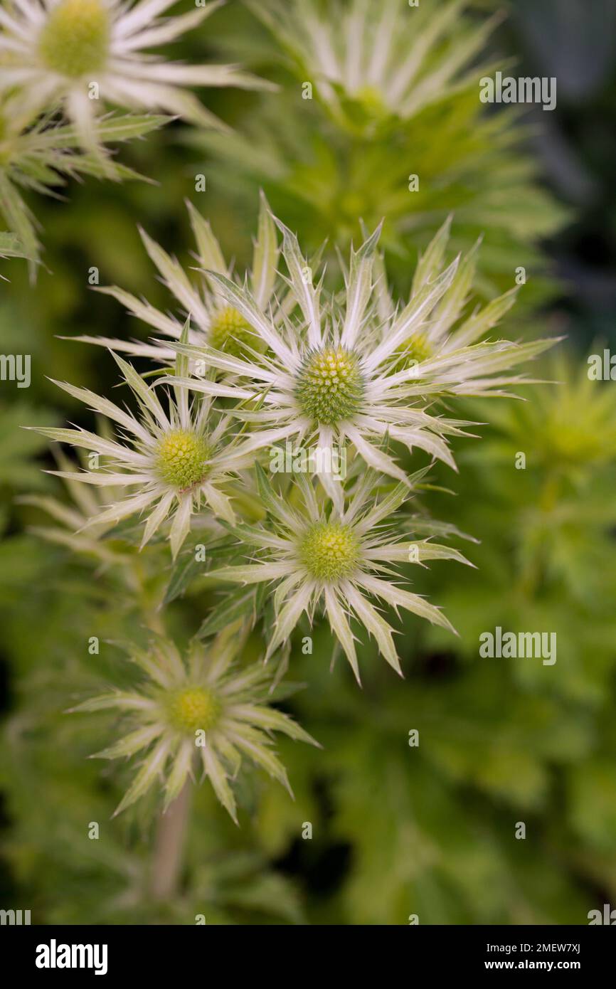 Neptunes plants hi-res stock photography and images - Alamy