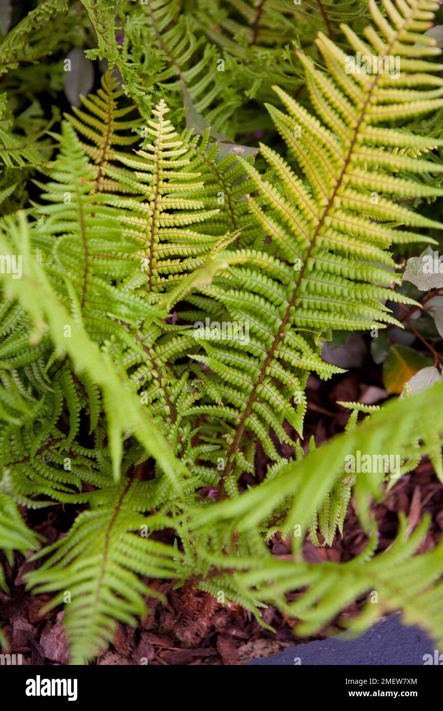 Dryopteris affinis 'Cristata' Stock Photo - Alamy