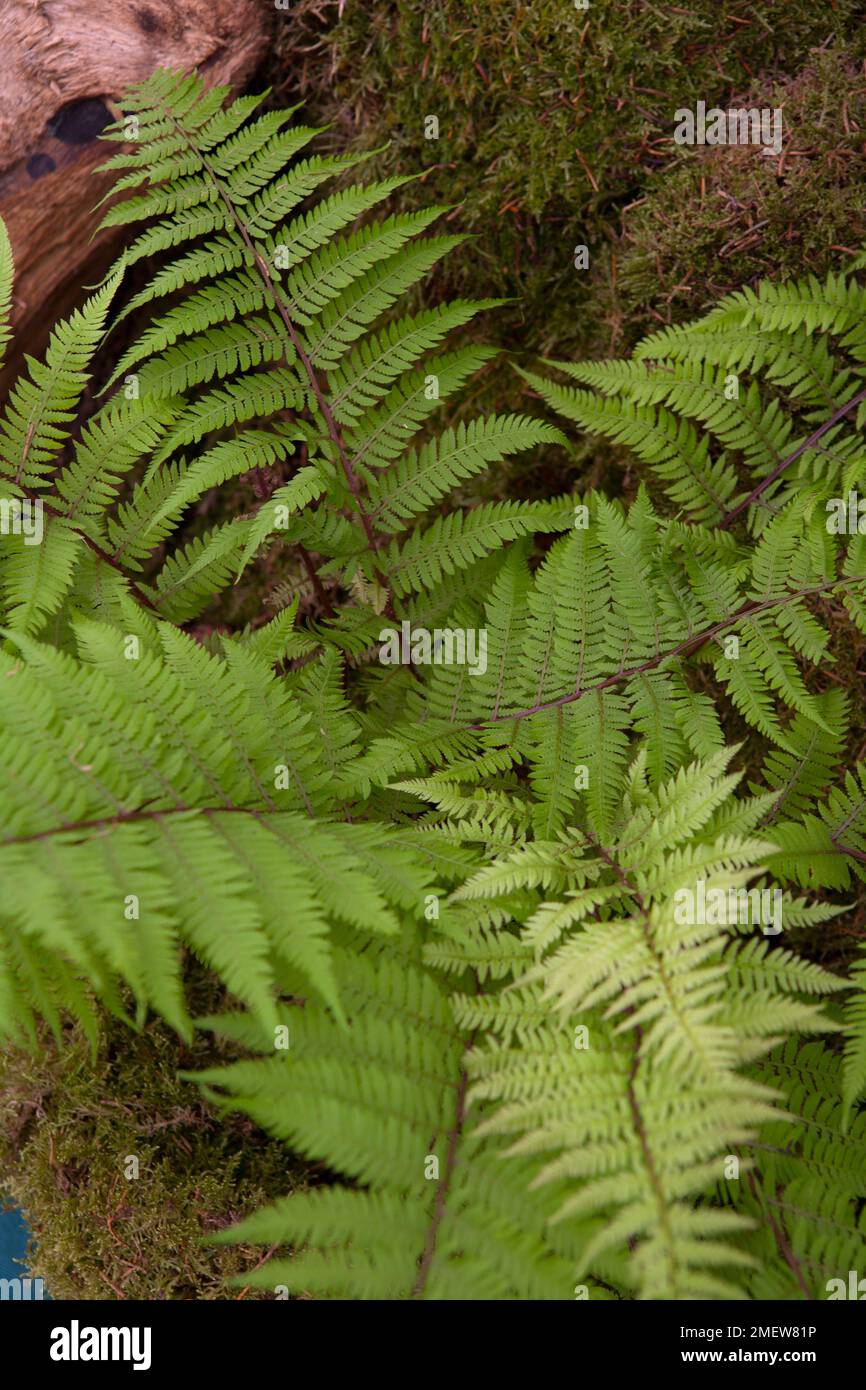 Athyrium filix-femina subsp. angustum f. rubellum 'Lady in Red' Stock ...