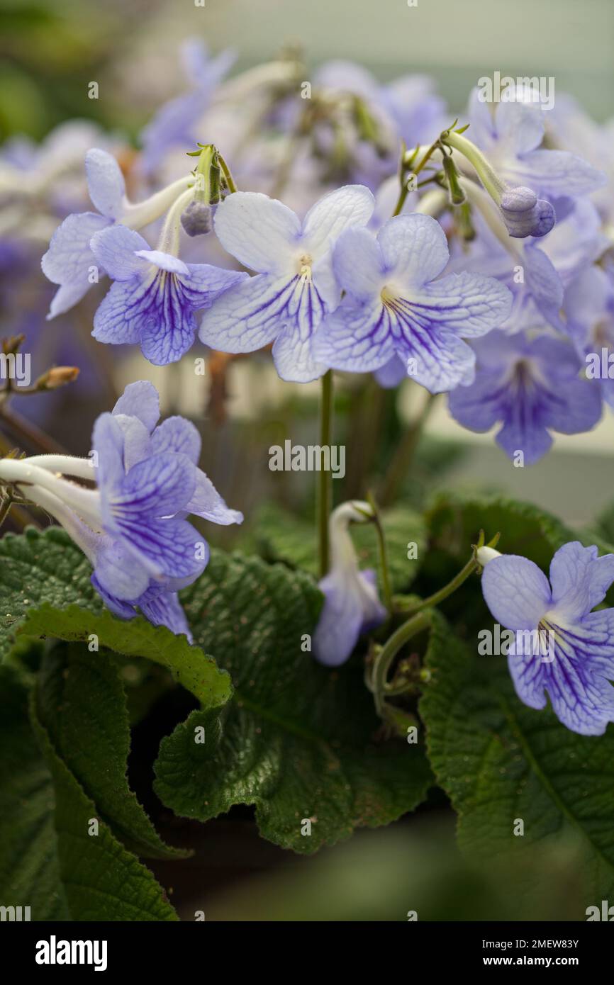 Bethan hi-res stock photography and images - Alamy