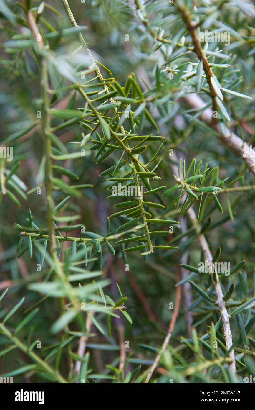 Totara hi-res stock photography and images - Alamy