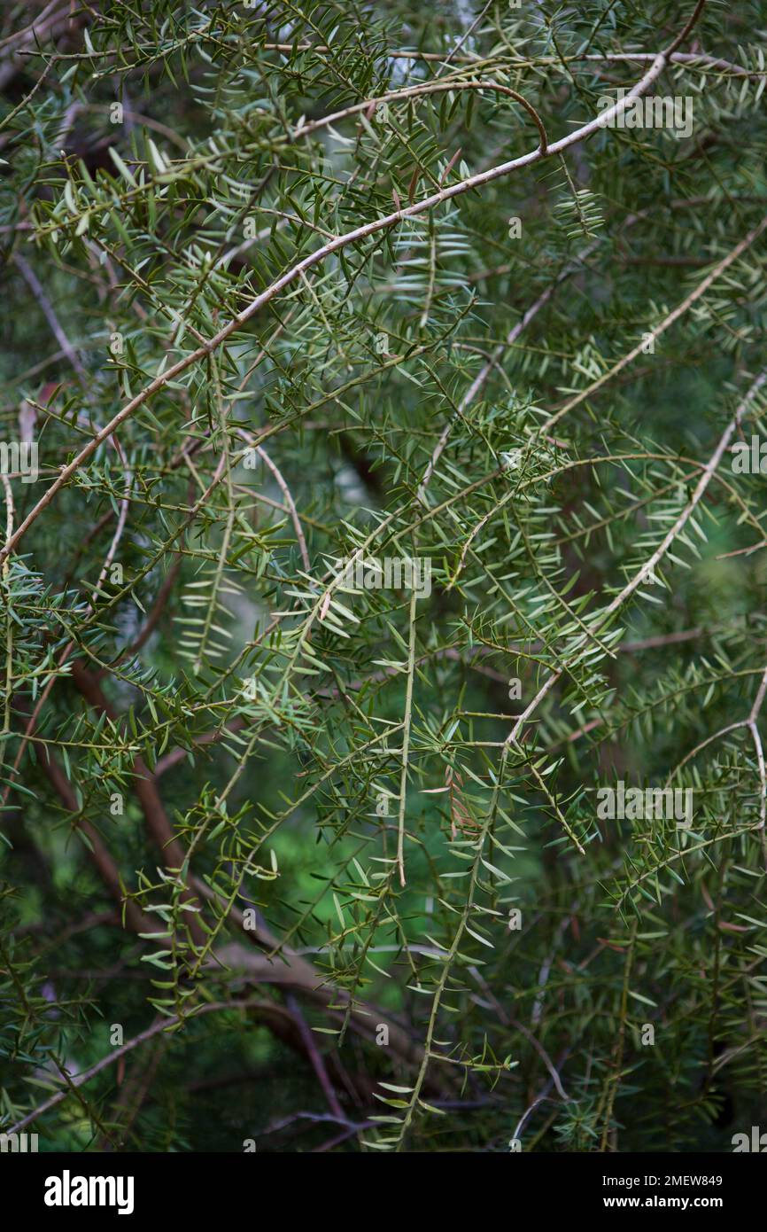 Podocarpus totara hi-res stock photography and images - Alamy