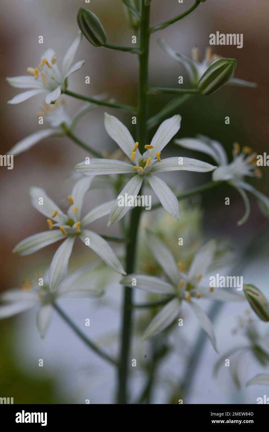 Pyramidale hi-res stock photography and images - Alamy