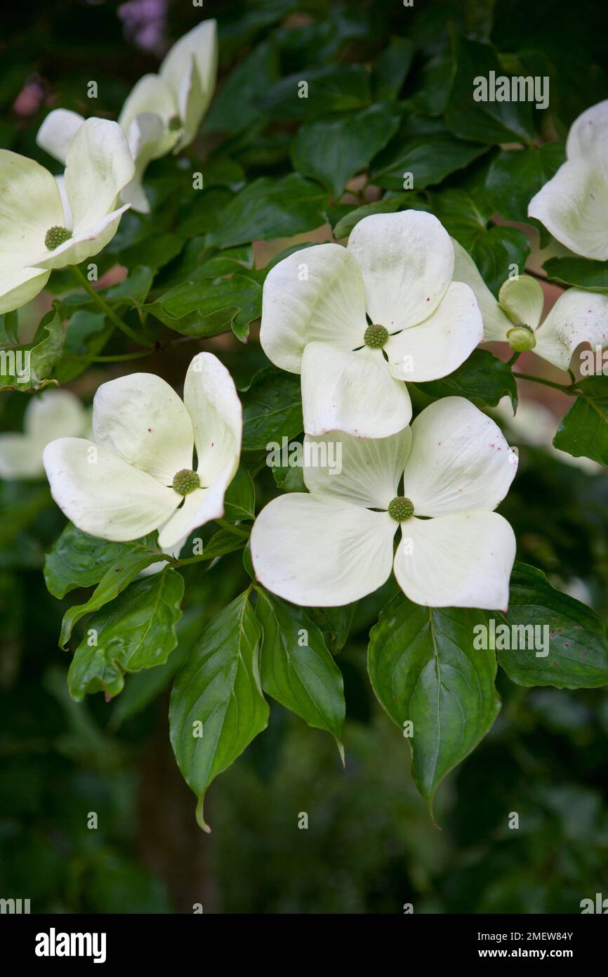 Cornus venus hi-res stock photography and images - Alamy