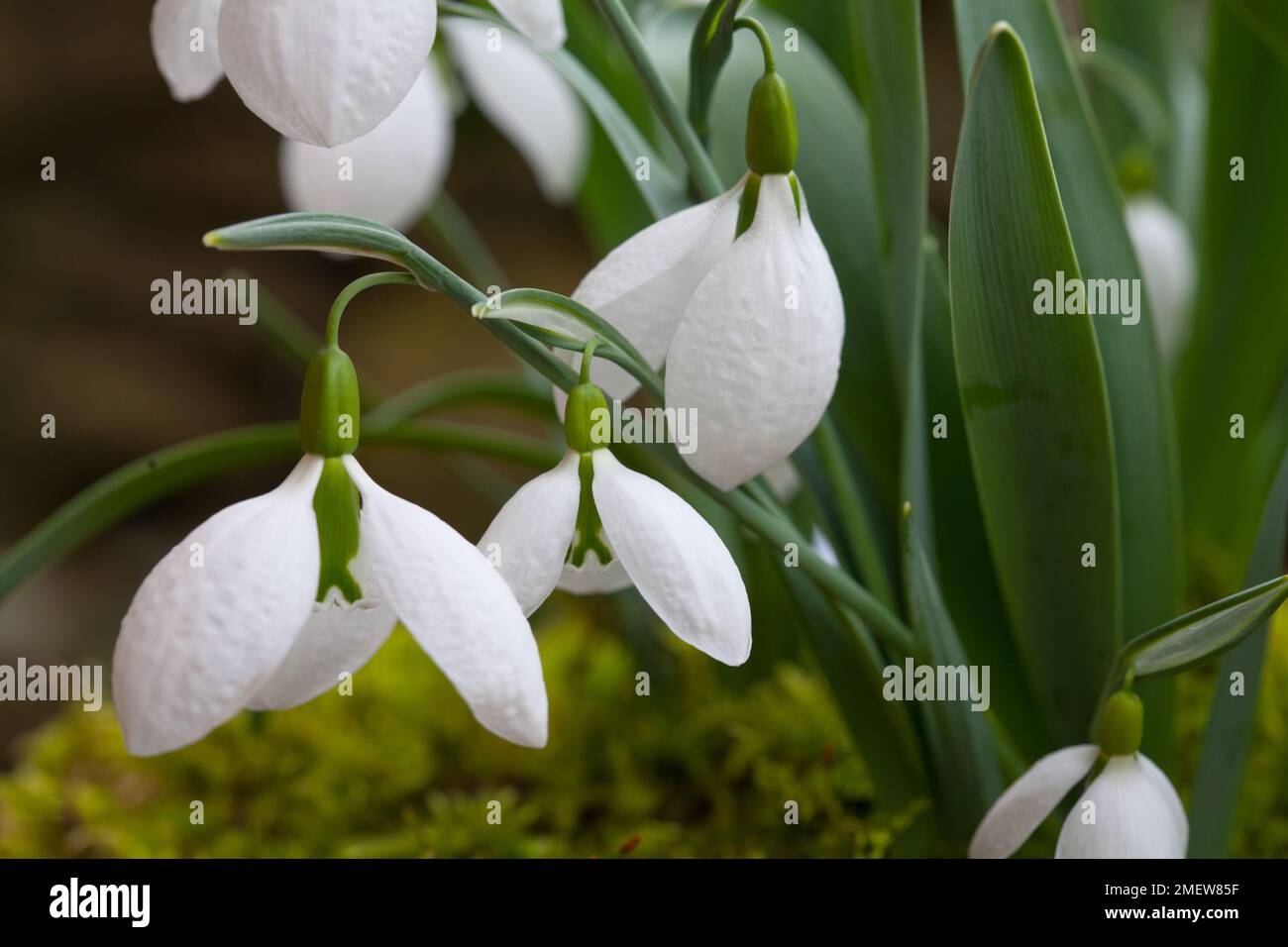 Galanthus 'Emma Mackenzie' Stock Photo - Alamy