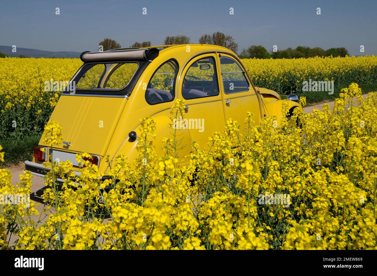 Classic car, Citroen 2CV, duck, in a rape field, Hesse, Germany Stock ...