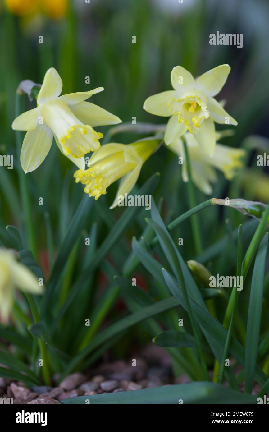 Gypsy flower hi-res stock photography and images - Alamy