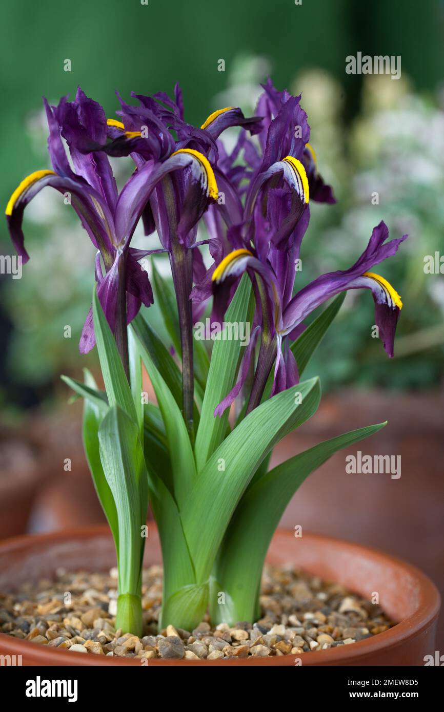 Deep purple plant hi-res stock photography and images - Alamy