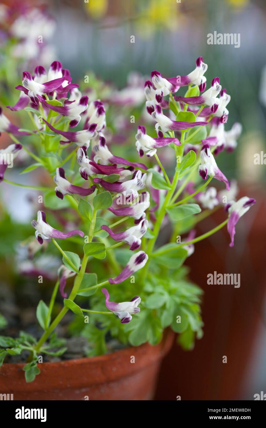 Corydalis seisumsiana hi-res stock photography and images - Alamy
