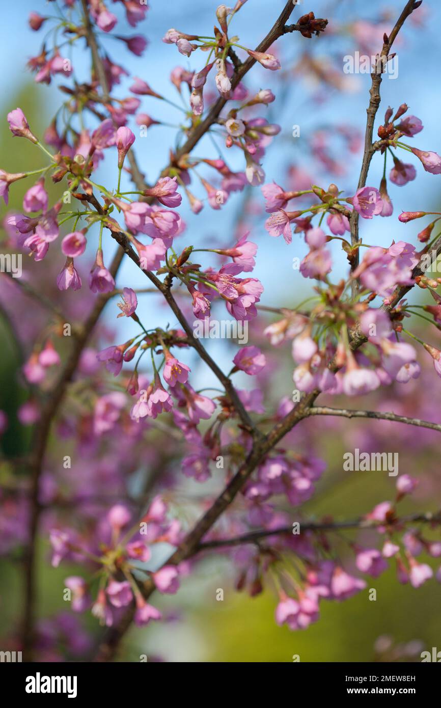 Prunus kursar hi-res stock photography and images - Alamy